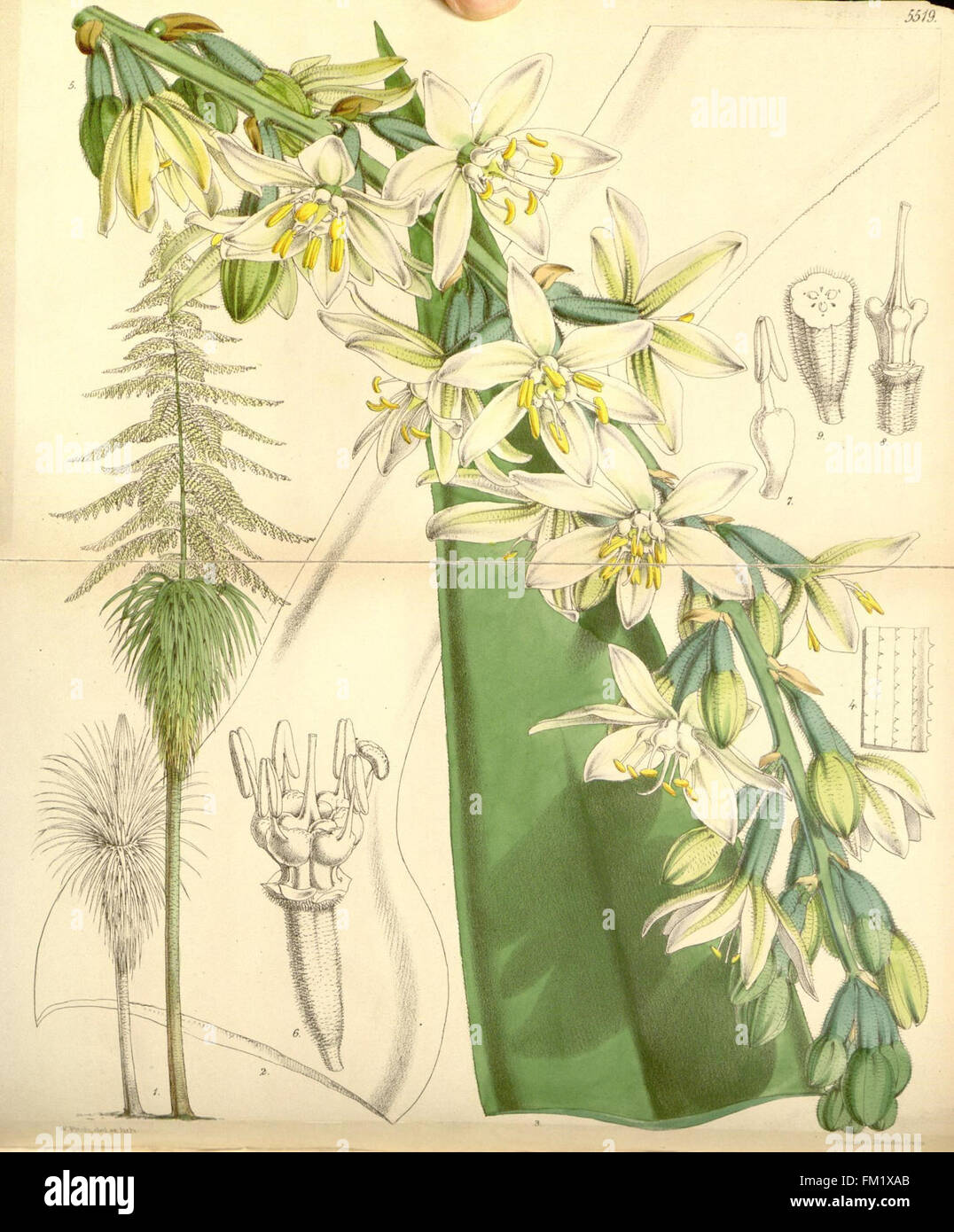 Curtis's botanical magazine (Tab. 5519 Stock Photo - Alamy