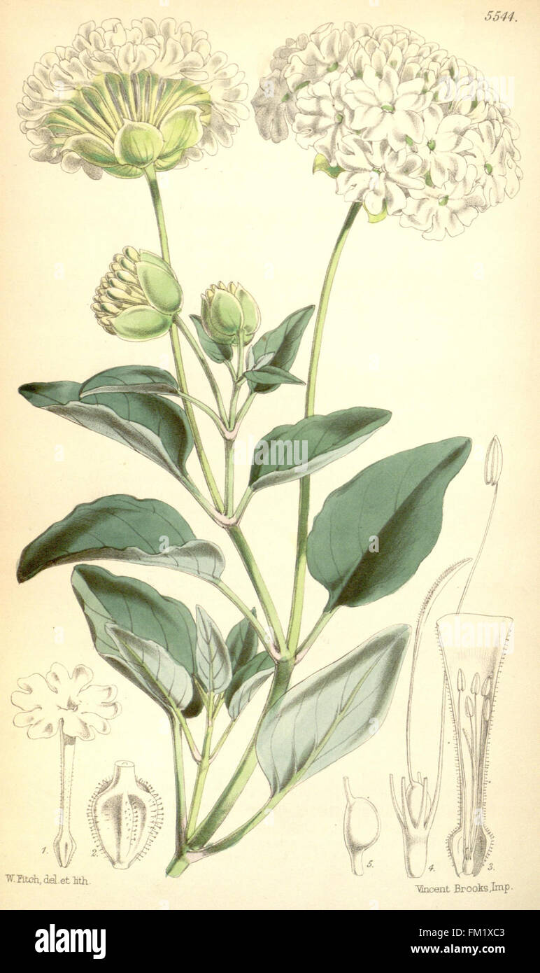 Curtis’s Botanical Magazine features detailed botanical illustrations ...