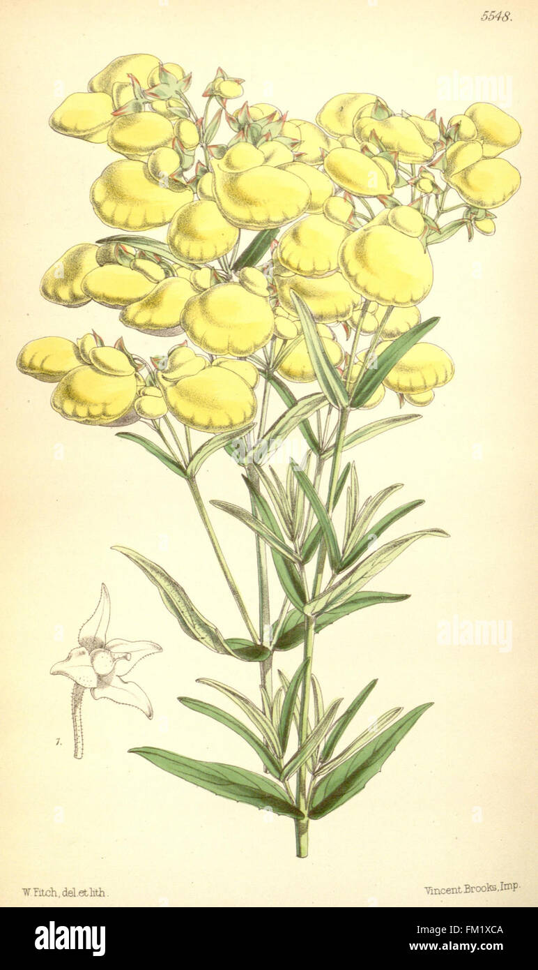 Tab. 5548 of *Curtis's Botanical Magazine* features botanical ...