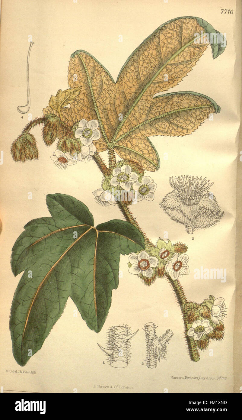 Curtis's botanical magazine (Tab. 7716 Stock Photo - Alamy