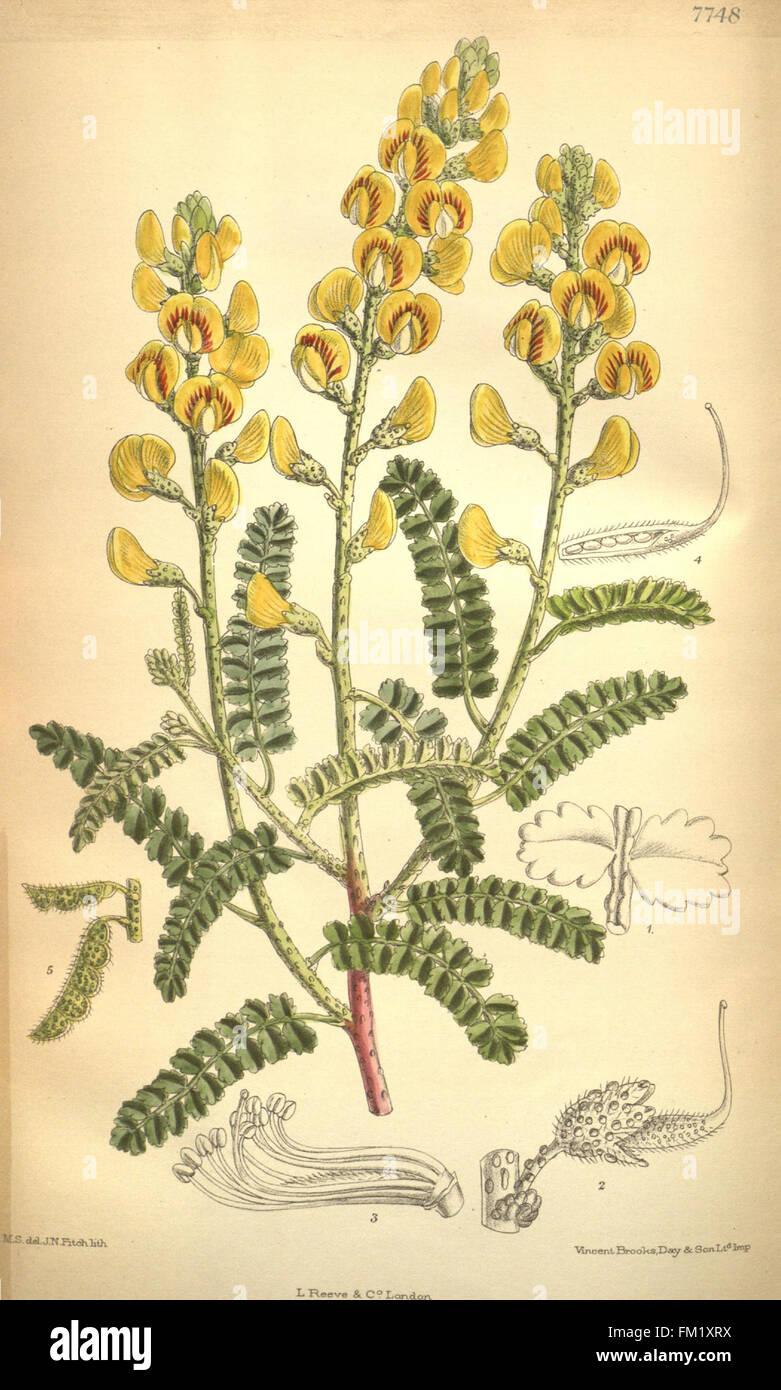 An edition of Curtis's Botanical Magazine featuring plant species from ...