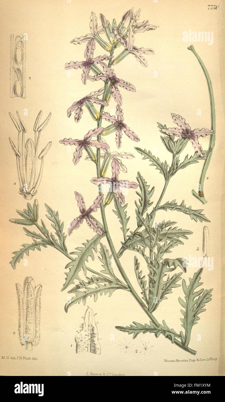 Tab. 7750 from *Curtis's Botanical Magazine* presents a detailed ...