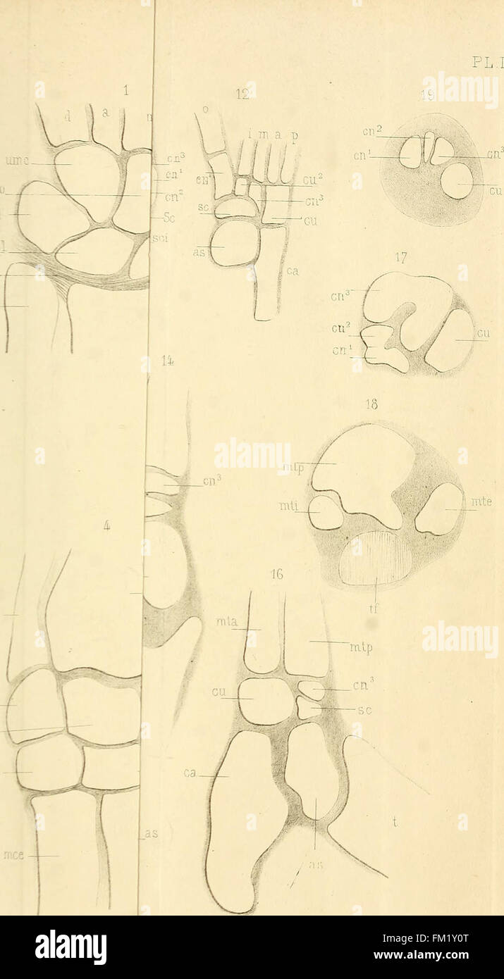 A 1885 study on the development of skeletons in mammalian extremities ...