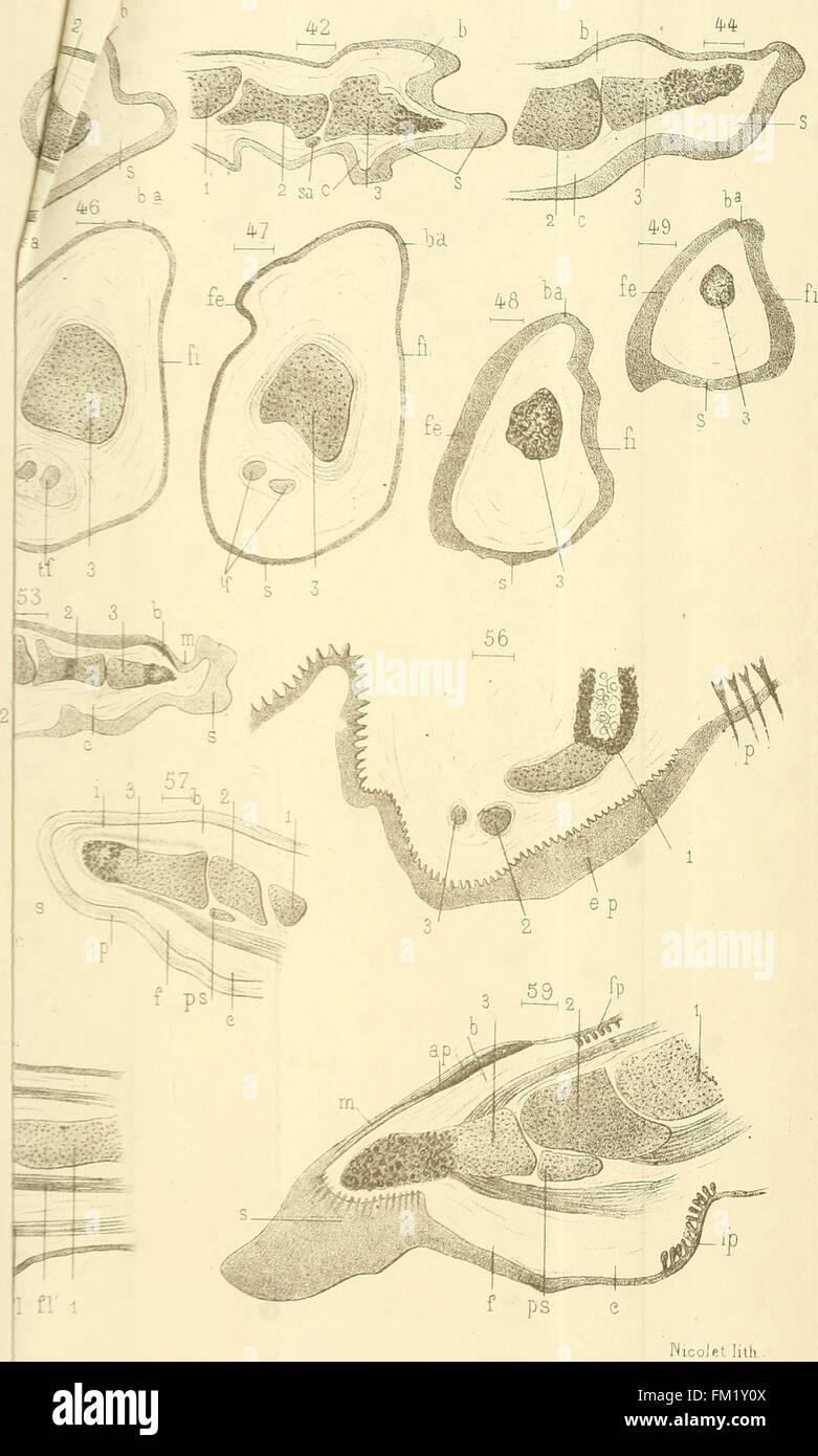 Comparative anatomy limb mammal hi-res stock photography and images - Alamy