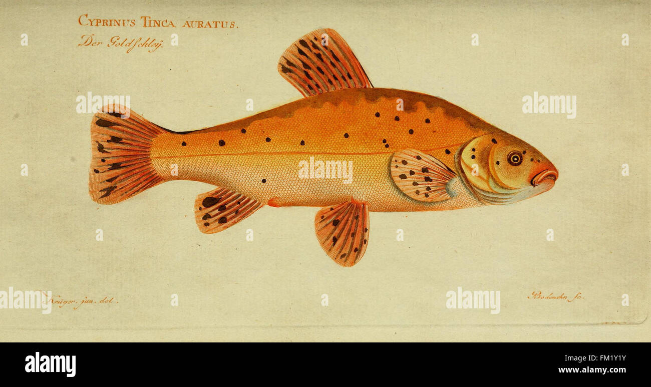 Tafel 15 from Ökonomische Naturgeschichte der Fische Deutschlands by D ...