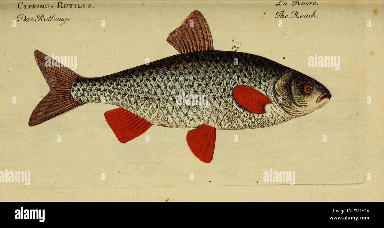 This illustration from Bloch's work on the economic natural history of ...