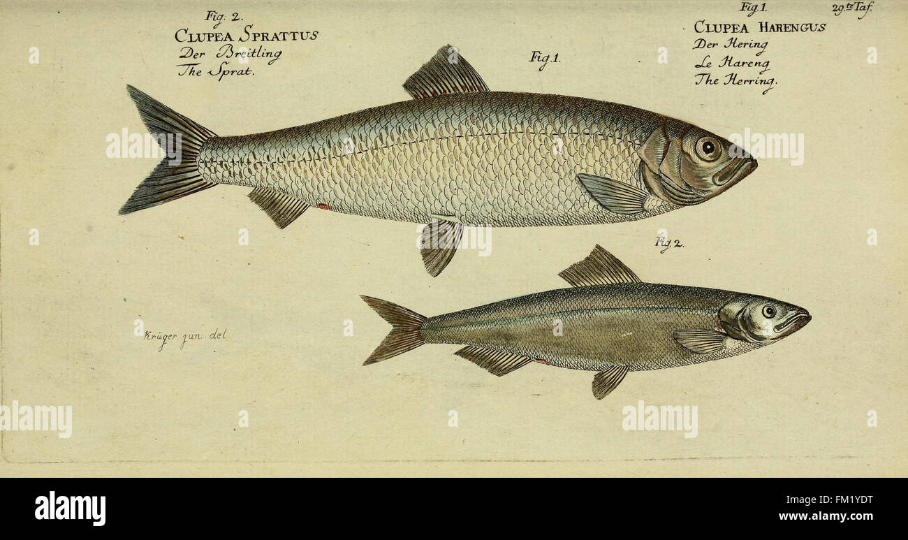 An early work by D. Marcus Elieser Bloch on the economic natural ...