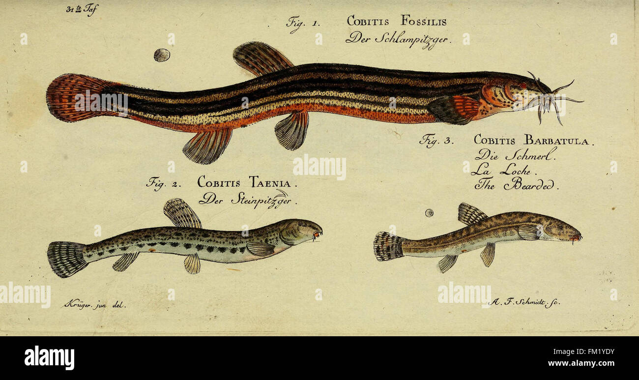 This early work by D. Marcus Elieser Bloch (18th century) provides a ...