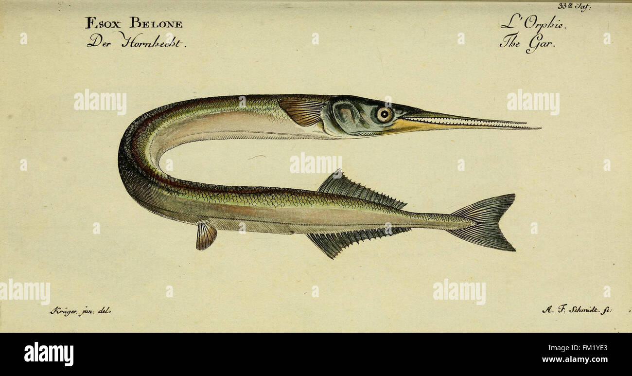 An illustration from D. Marcus Elieser Bloch's work on the natural ...