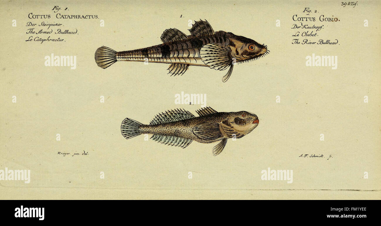 This work by D. Marcus Elieser Bloch from the 18th century offers an ...