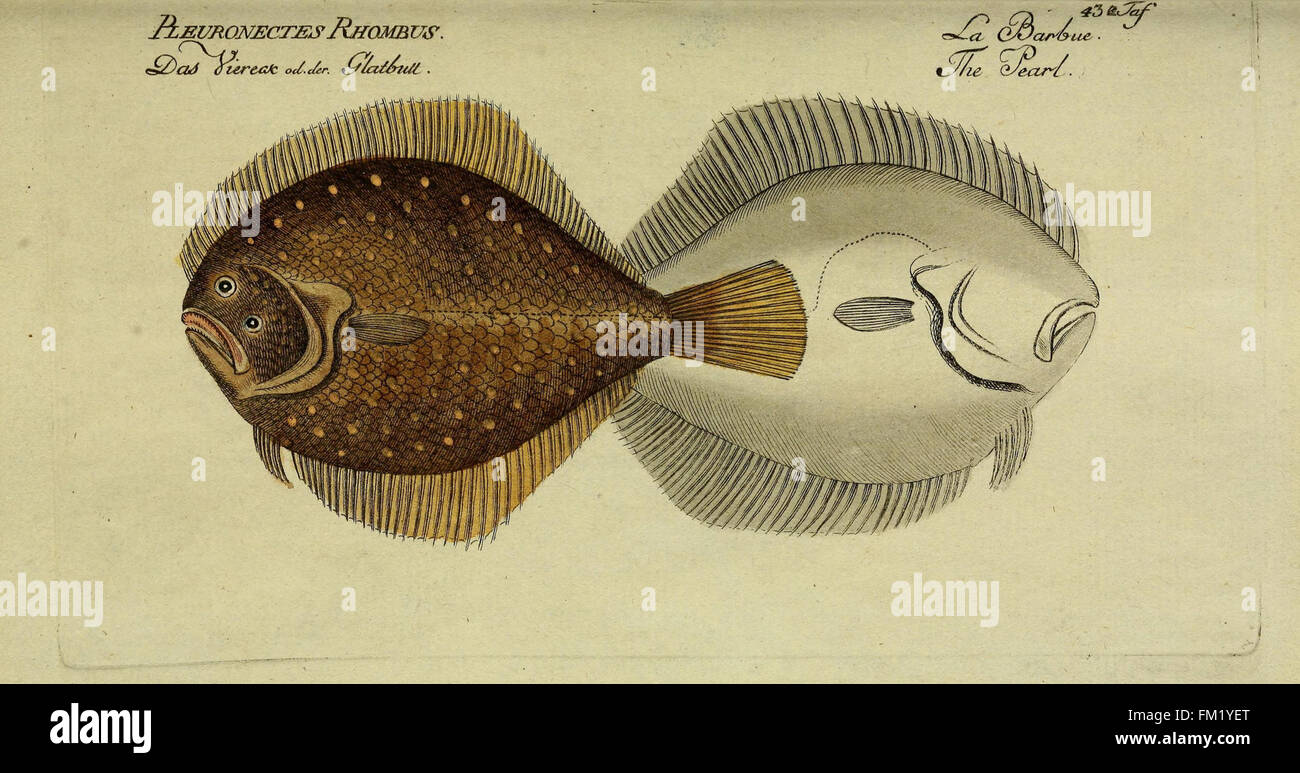 An illustration from D. Marcus Elieser Bloch's work 'Ökonomische ...