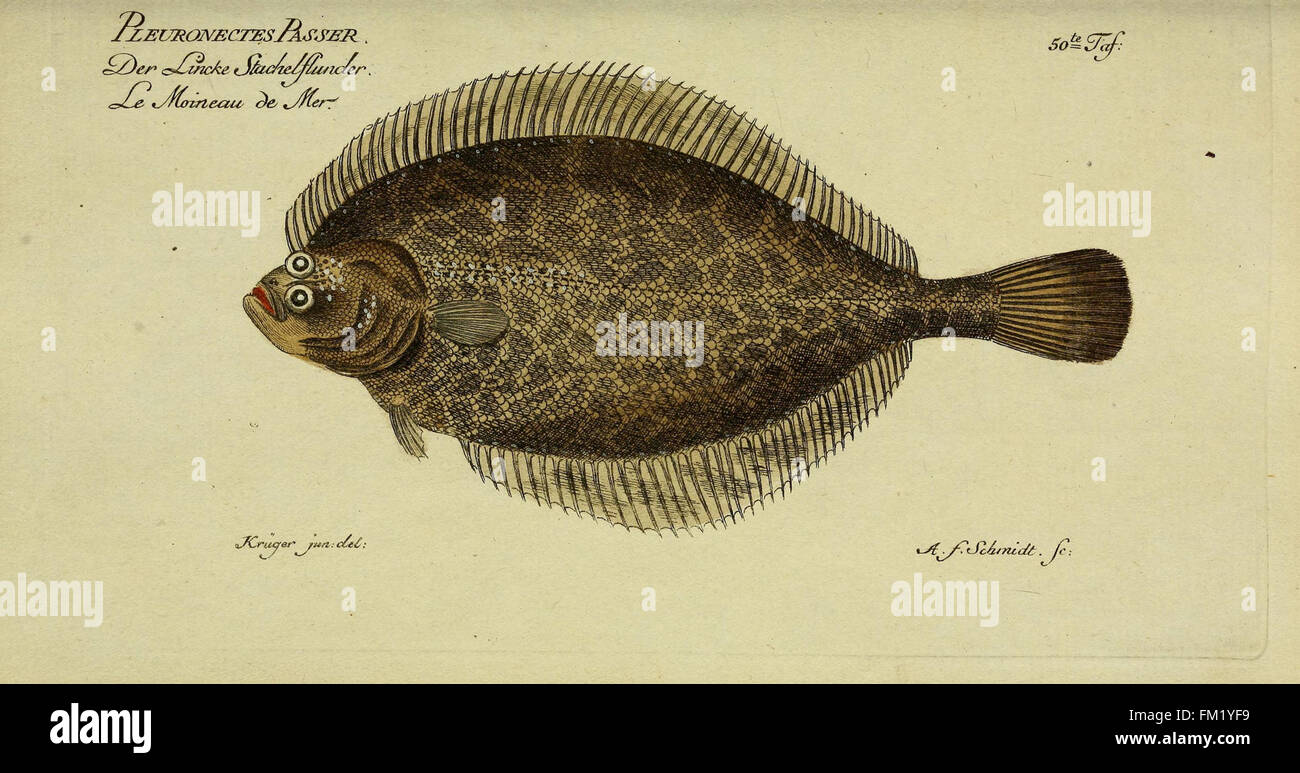 'Ökonomische Naturgeschichte der Fische Deutschlands' (Tafel 50) by D. Marcus Elieser Bloch ...