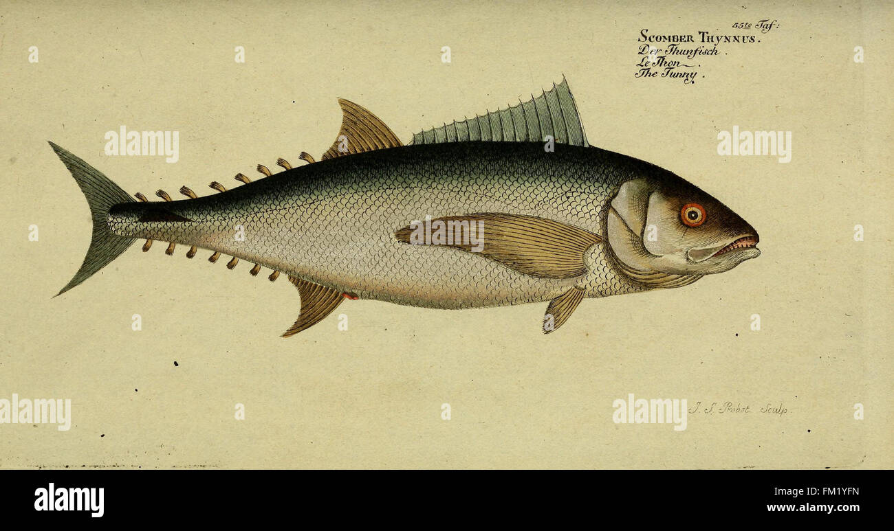*D. Marcus Elieser Bloch's Economic Natural History of the Fishes of ...