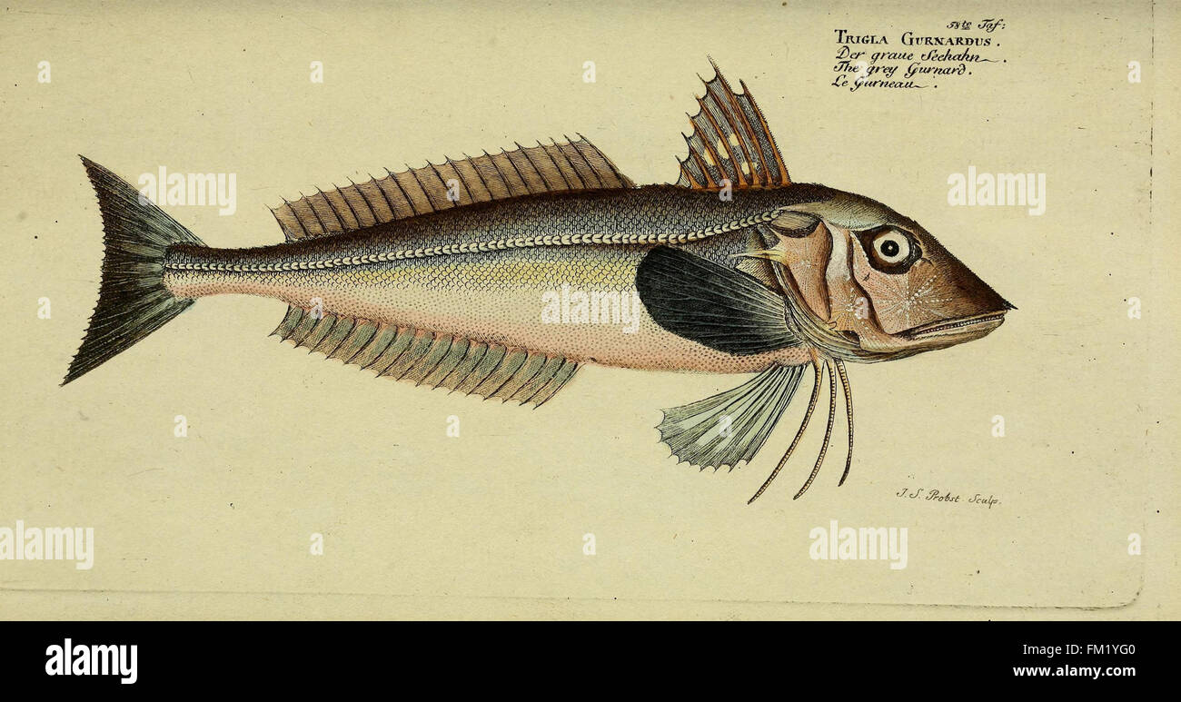 An illustration from D. Marcus Elieser Bloch's 'Ökonomische ...