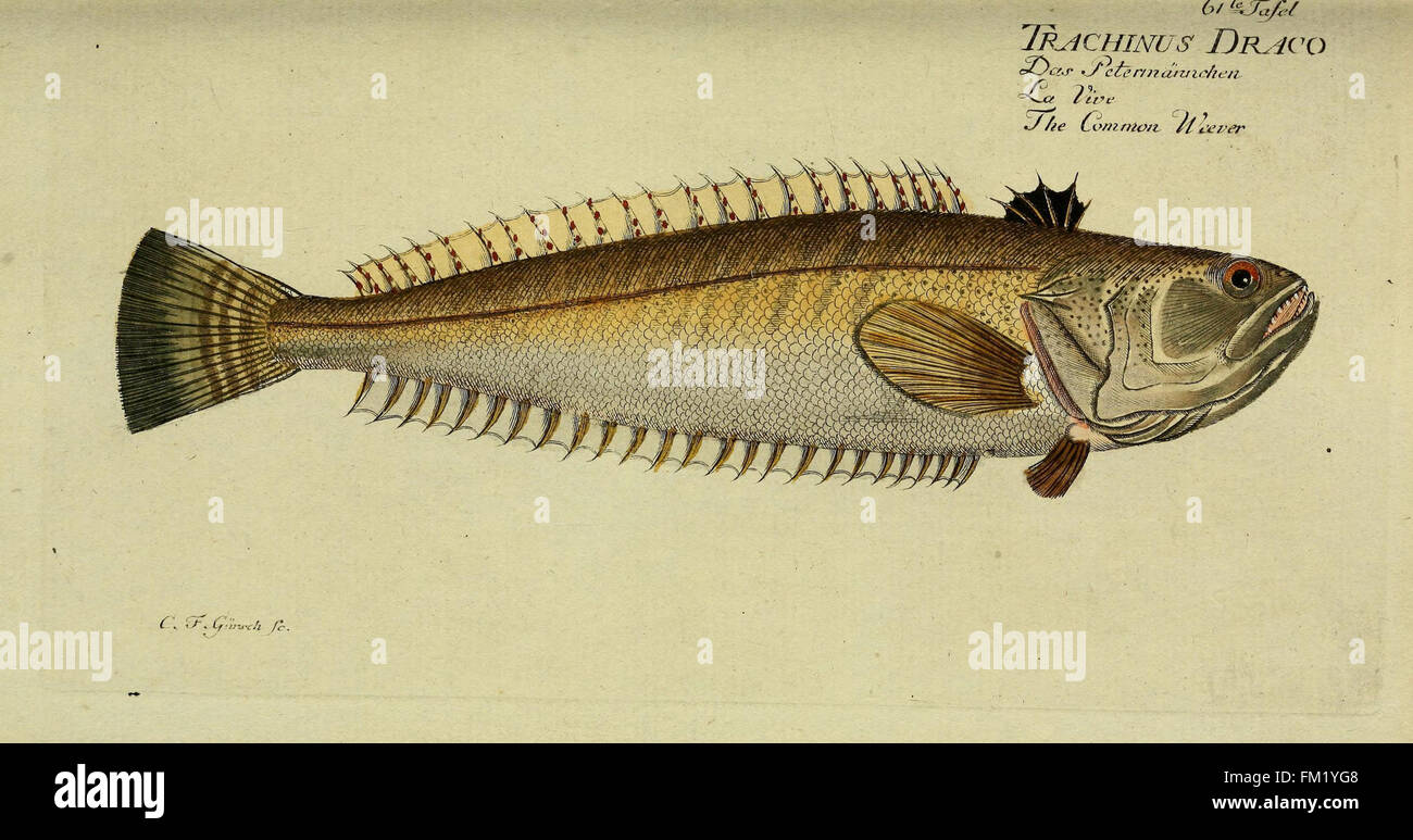 Bloch’s work on the economic natural history of German fishes provides ...