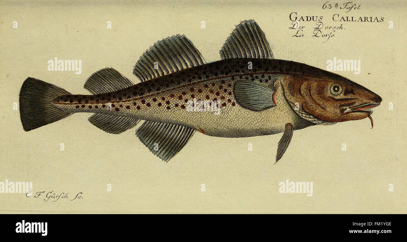 *D. Marcus Elieser Bloch's Economic Natural History of the Fishes of ...