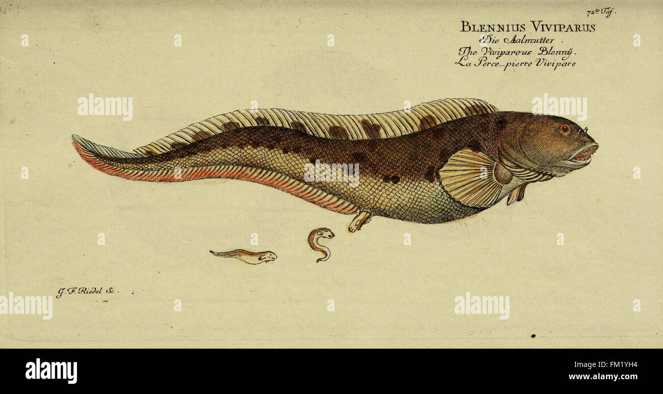 *Ökonomische Naturgeschichte der Fische Deutschlands* by D. Marcus ...