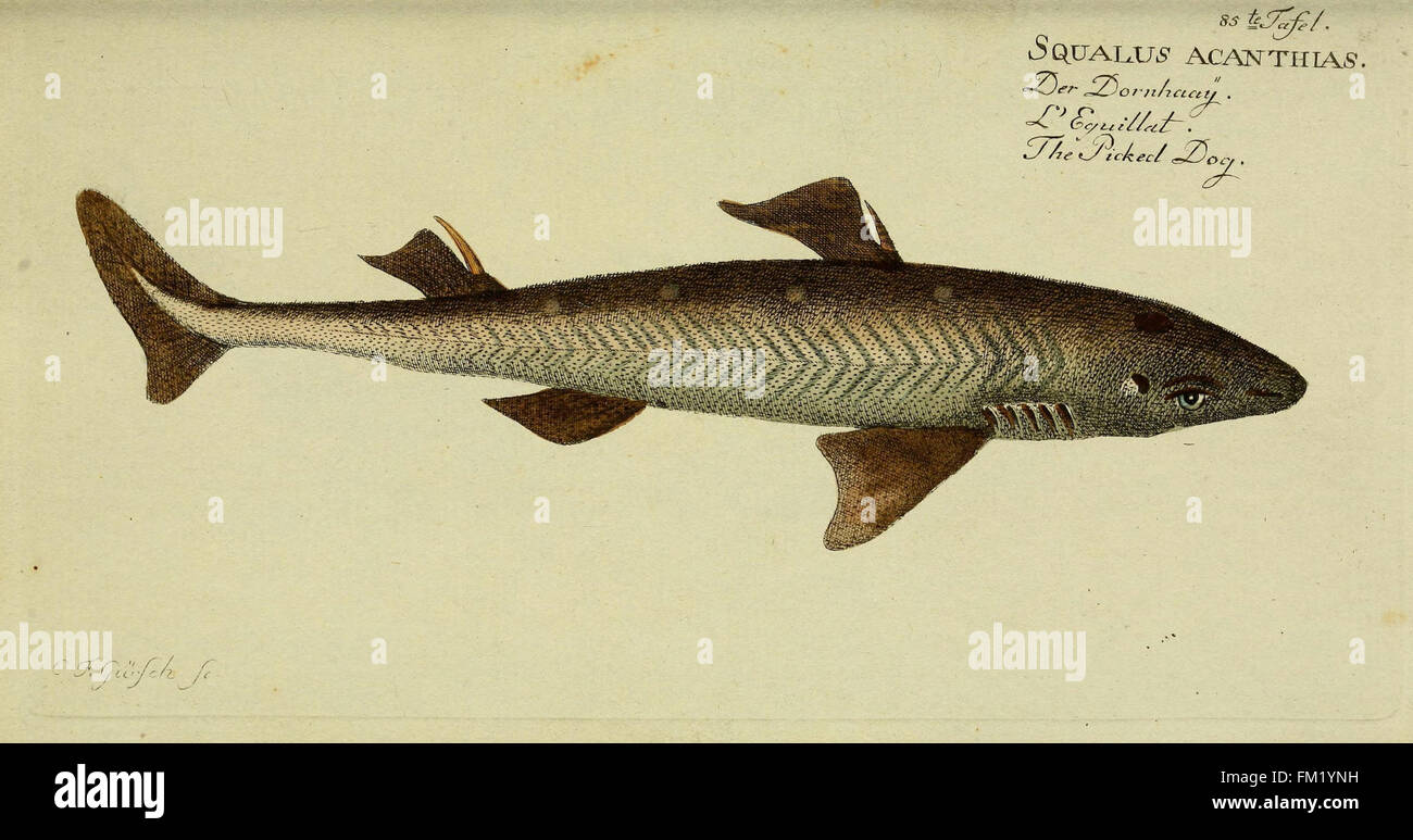 This 18th-century work by D. Marcus Elieser Bloch details the economic ...