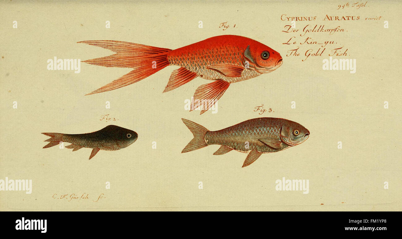 An illustration from D. Marcus Elieser Bloch's work on the economic ...