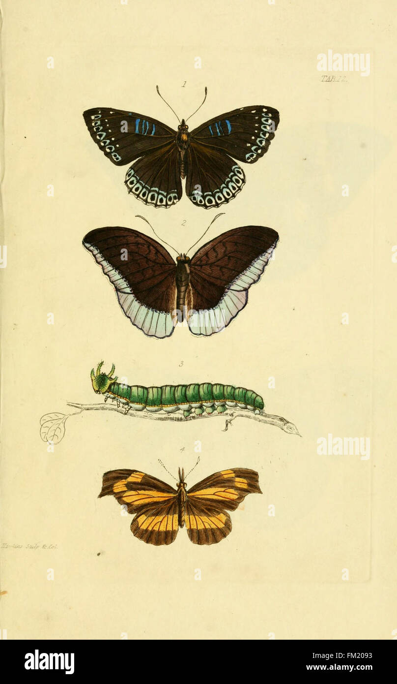 Insects lepidoptera pictorial works hi-res stock photography and images ...