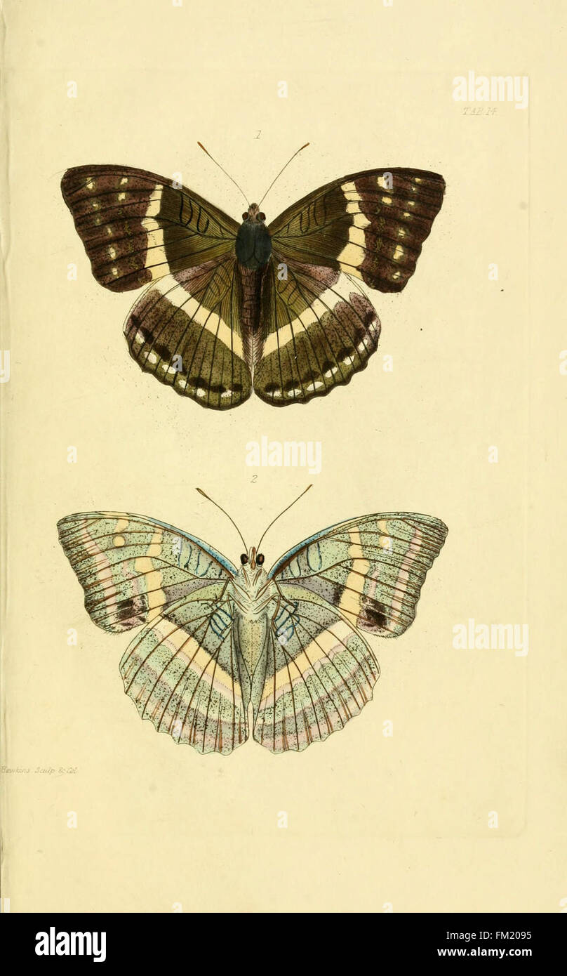 Plate 14 from 'Descriptions and Figures of Some New Lepidopterous ...