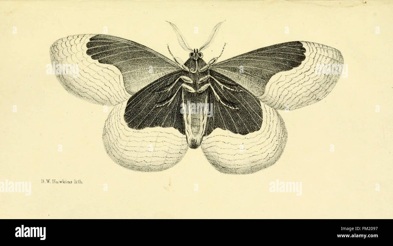 Lepidopterous insects hi-res stock photography and images - Alamy