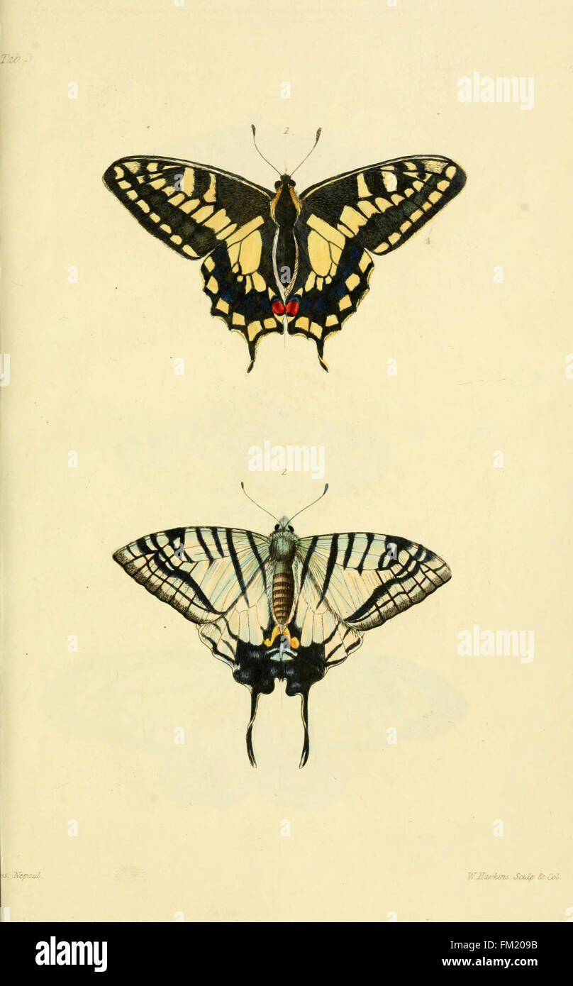 Descriptions and figures of some new lepidopterous insects, chiefly ...