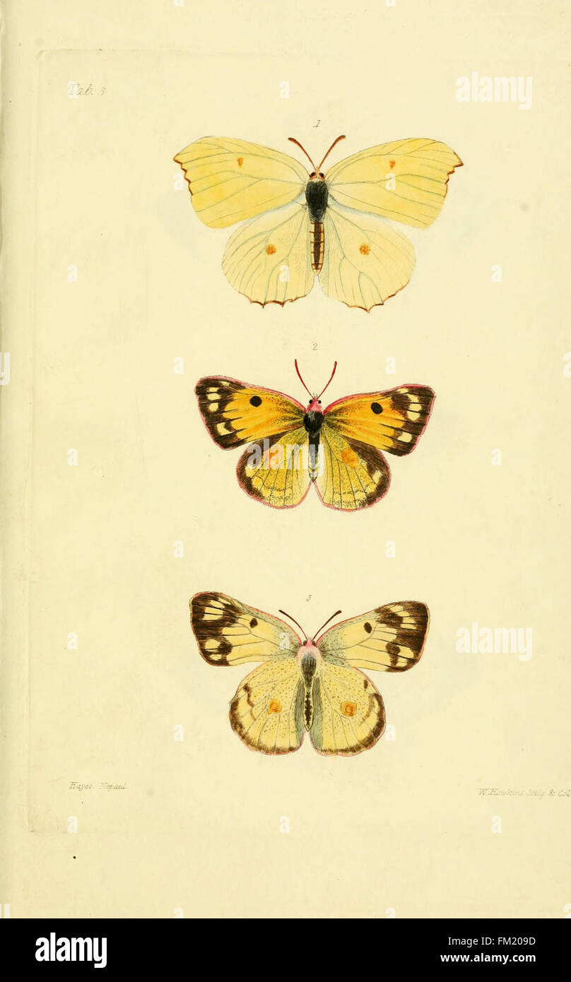 Insects lepidoptera pictorial works hi-res stock photography and images ...