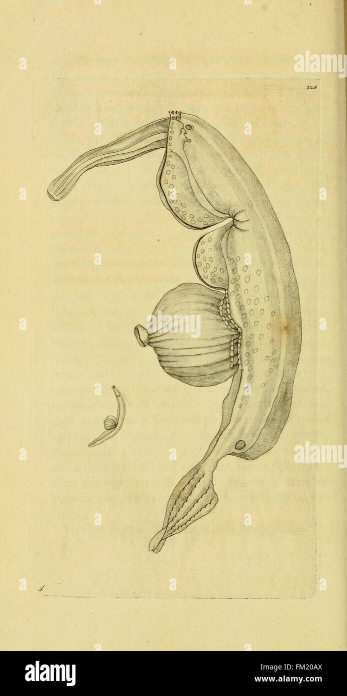 Plate 328 from 'Descriptions and Illustrations of Mollusks' provides ...