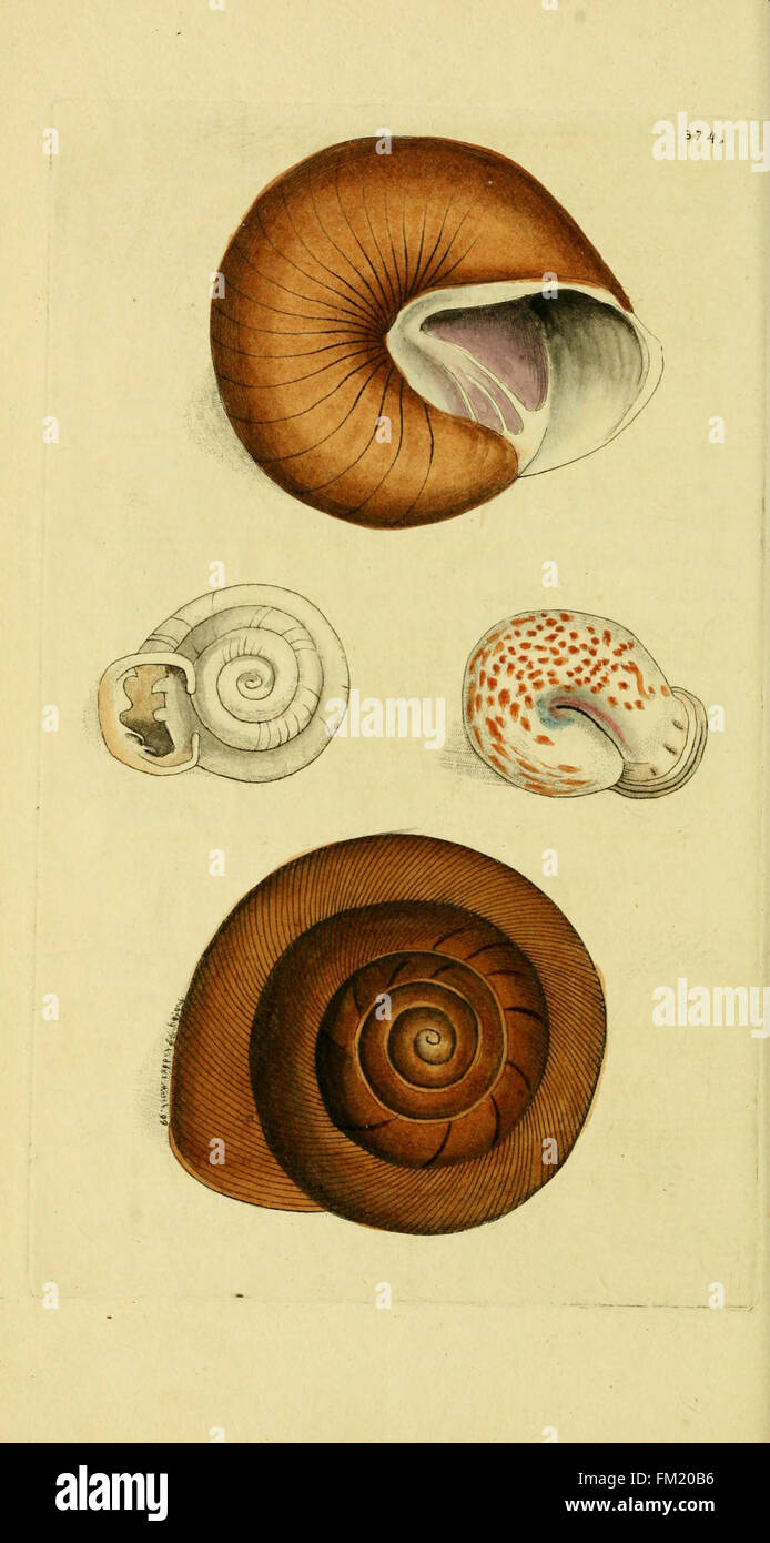 Plate 374 from 'Descriptions and Illustrations of Mollusks' presents ...