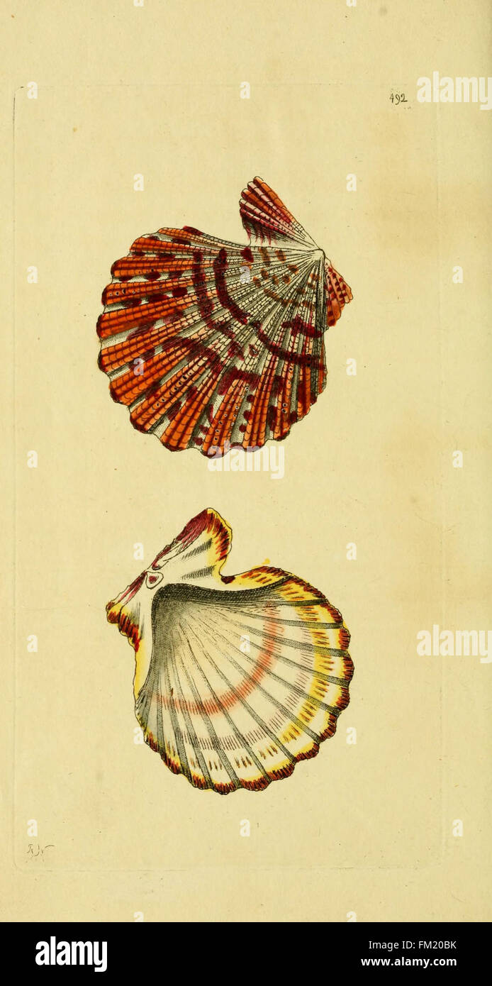 Plate 492 offers detailed illustrations of mollusk species ...