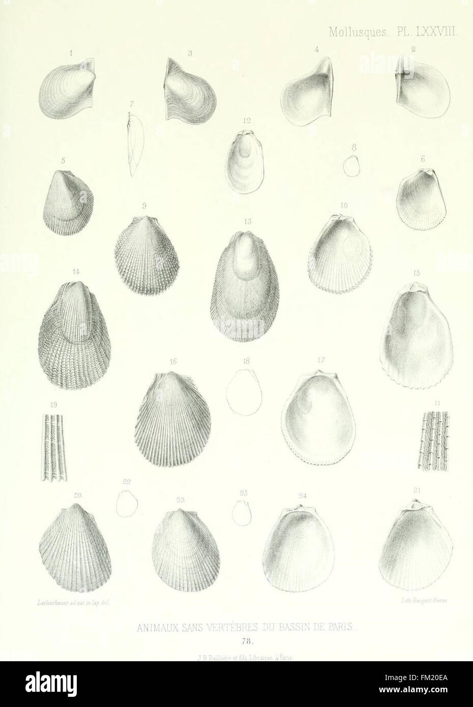 A detailed description of invertebrates discovered in the Paris Basin ...