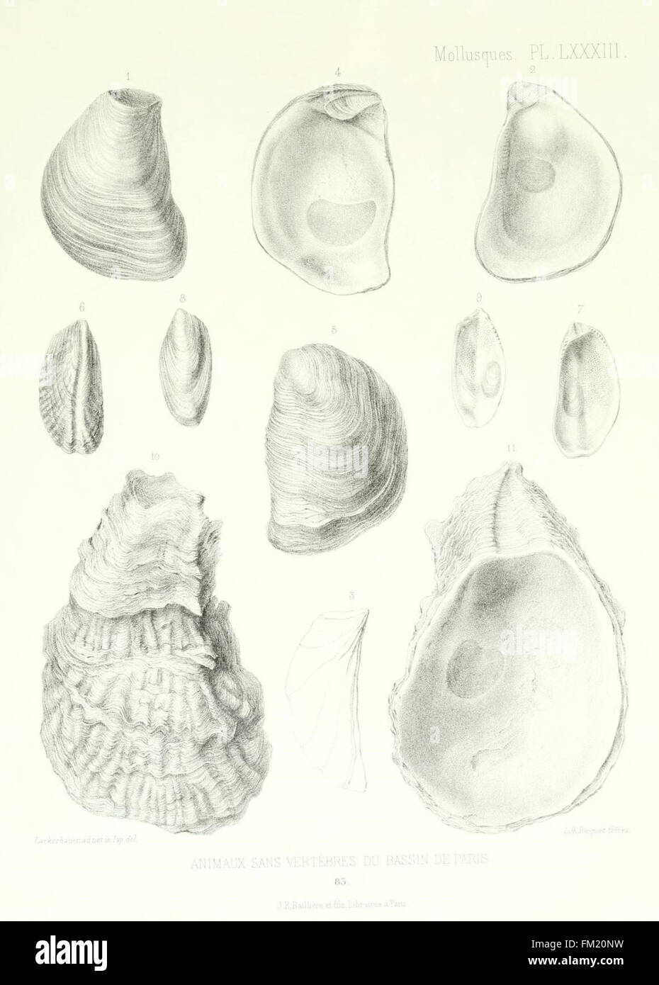 This work provides a detailed description of invertebrates discovered ...