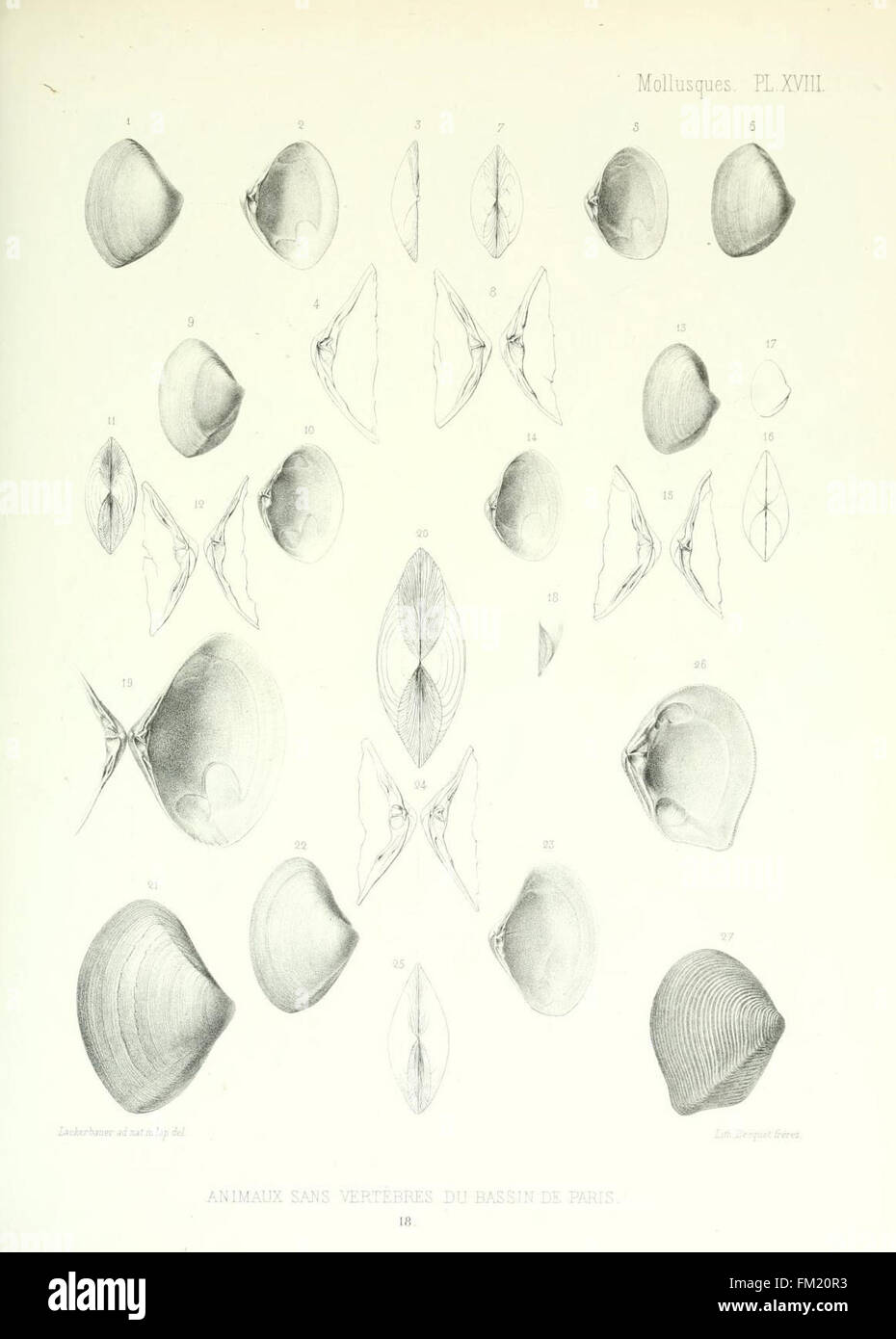 A comprehensive description of invertebrate species discovered in the ...