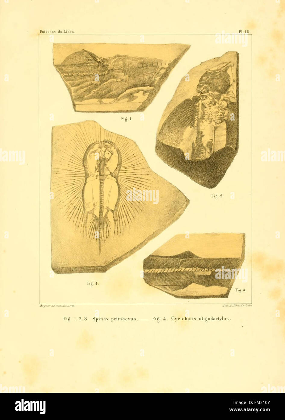 This plate provides a detailed description of fossil fish species from ...