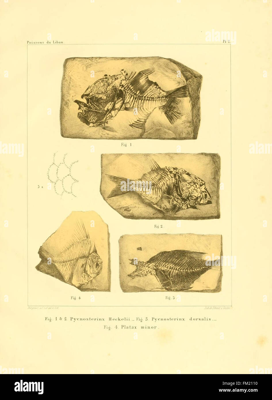 Plate 2 from 'Description de Quelques Poissons Fossiles du Mont Liban ...
