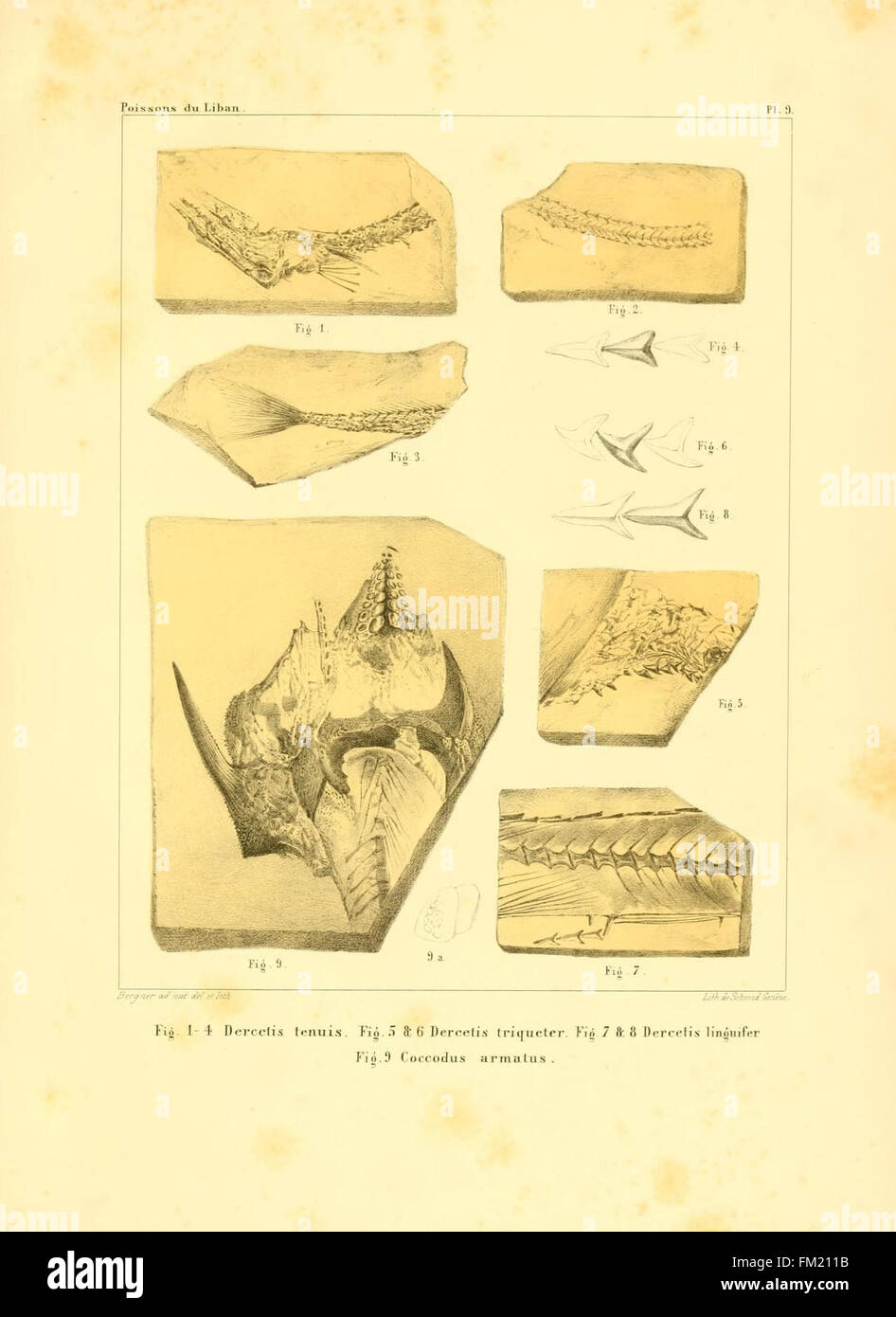 Plate 9 from 'Description de Quelques Poissons Fossiles du Mont Liban ...