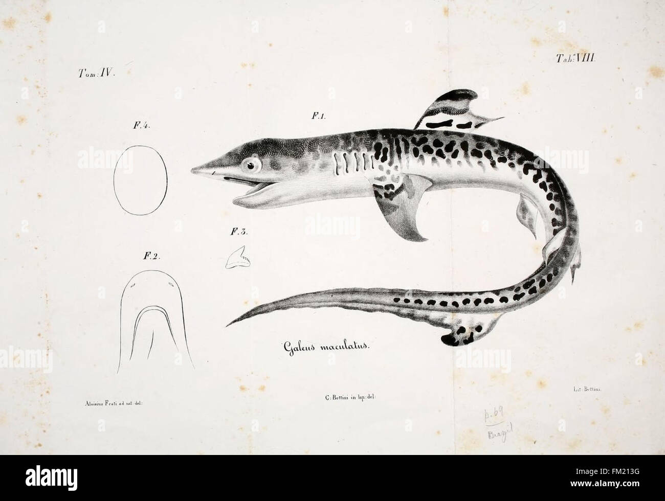Tab. VIII from *De Novis Speciebus Piscium* features newly discovered ...