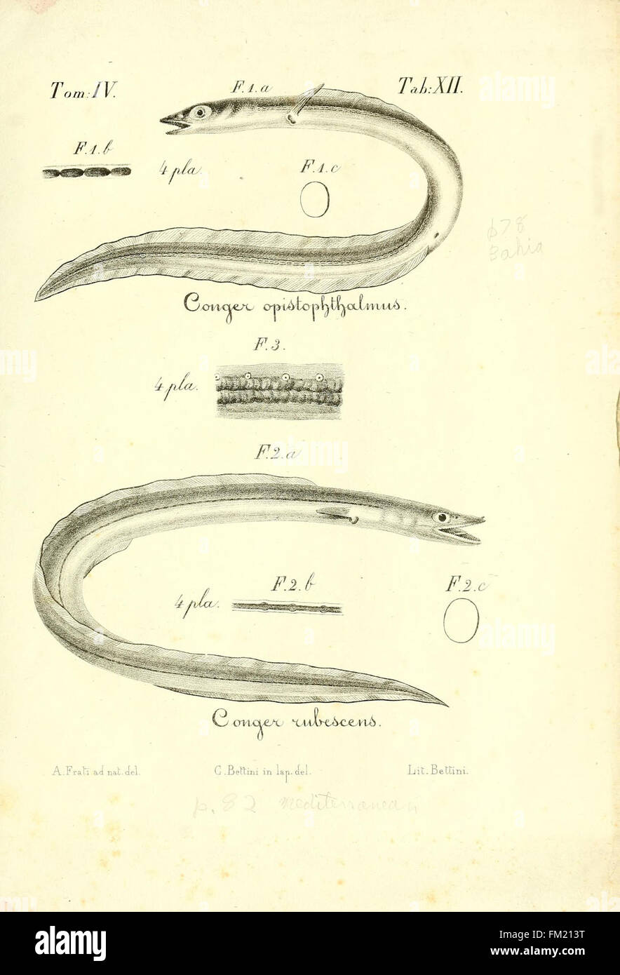 Tab. XII from *De Novis Speciebus Piscium* presents newly described ...