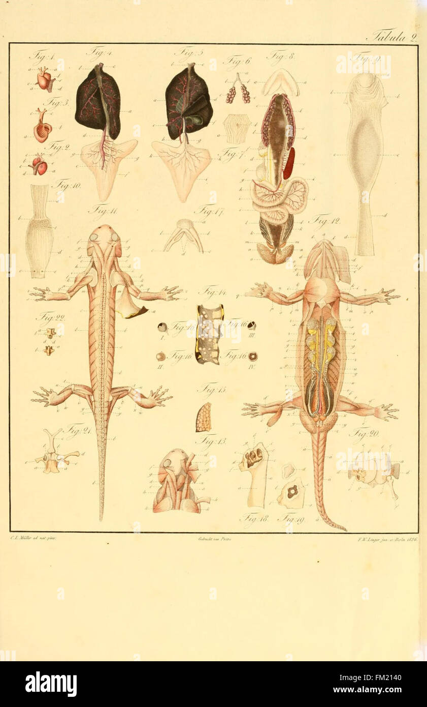 *De Salamandrae terrestris vita* focuses on the life cycle and ...
