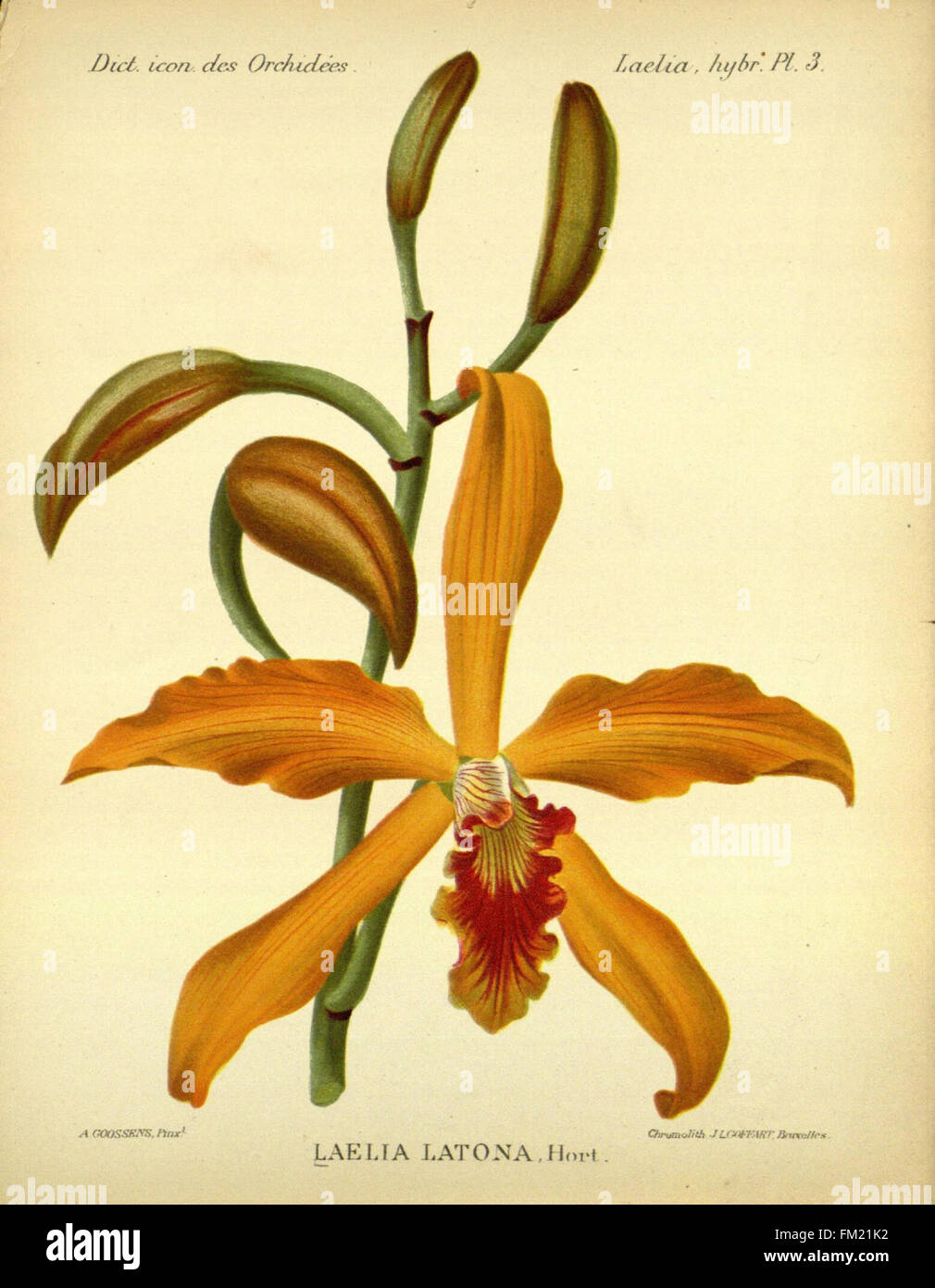 *Dictionnaire Iconographique des Orchidees* (Pl. 3) is a botanical ...