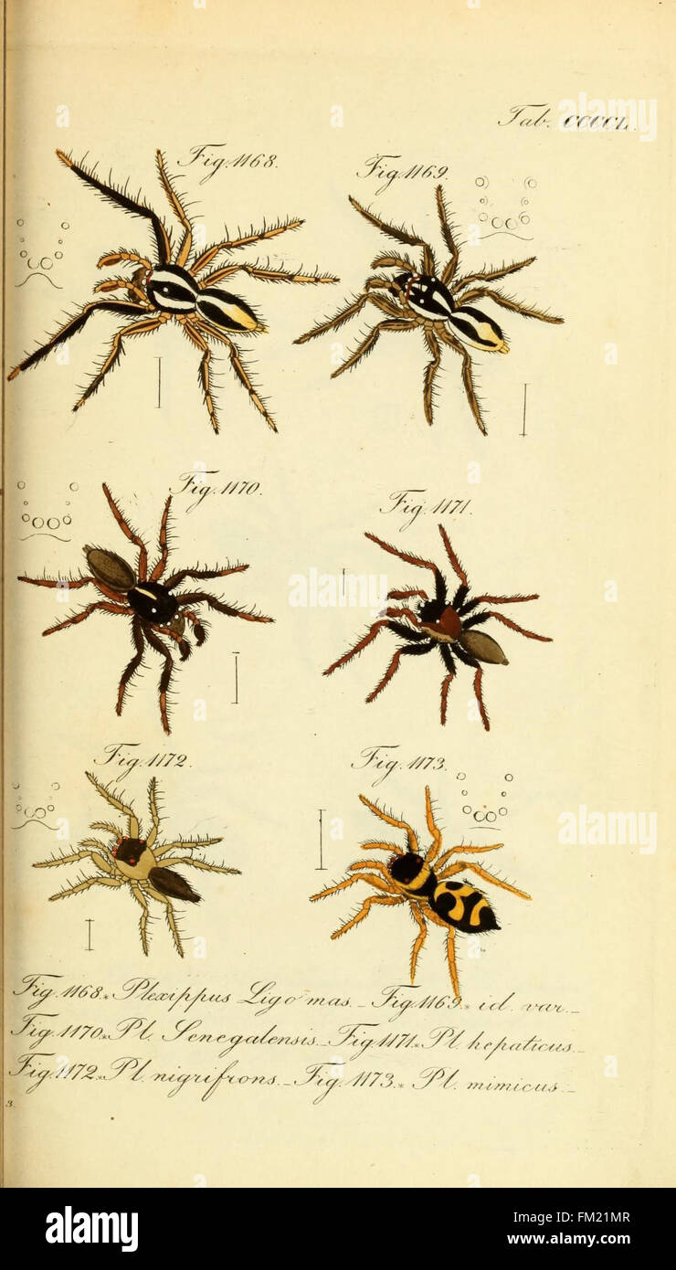 Die Arachniden (Plate CCCCL Stock Photo - Alamy