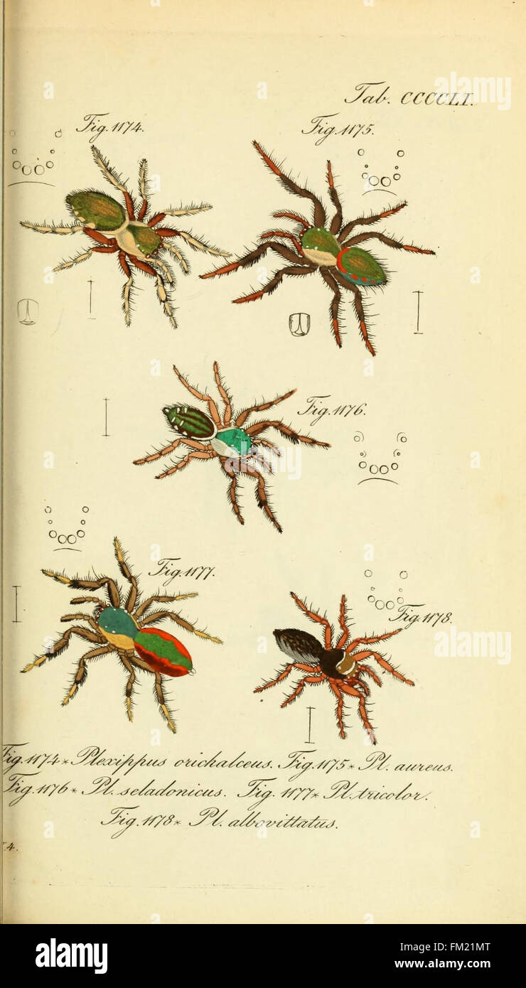 This plate from 'Die Arachniden' depicts arachnid species, showcasing ...