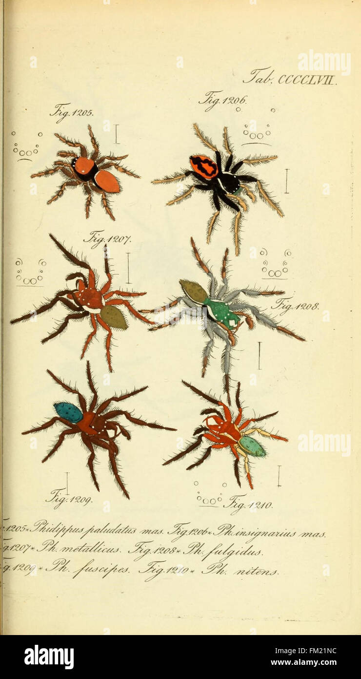 Plate CCCCLVII of 'Die Arachniden' features illustrations of various ...