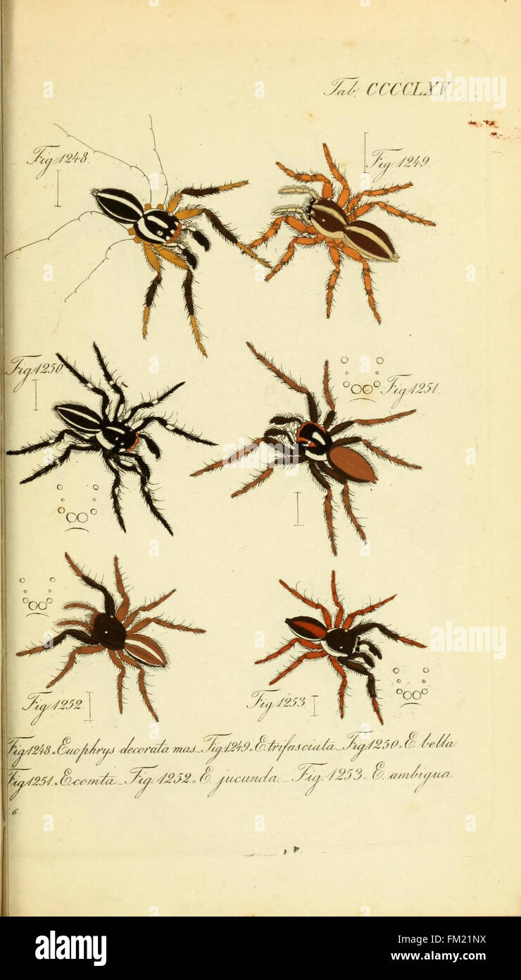 *Die Arachniden* is a detailed work on arachnids, offering ...