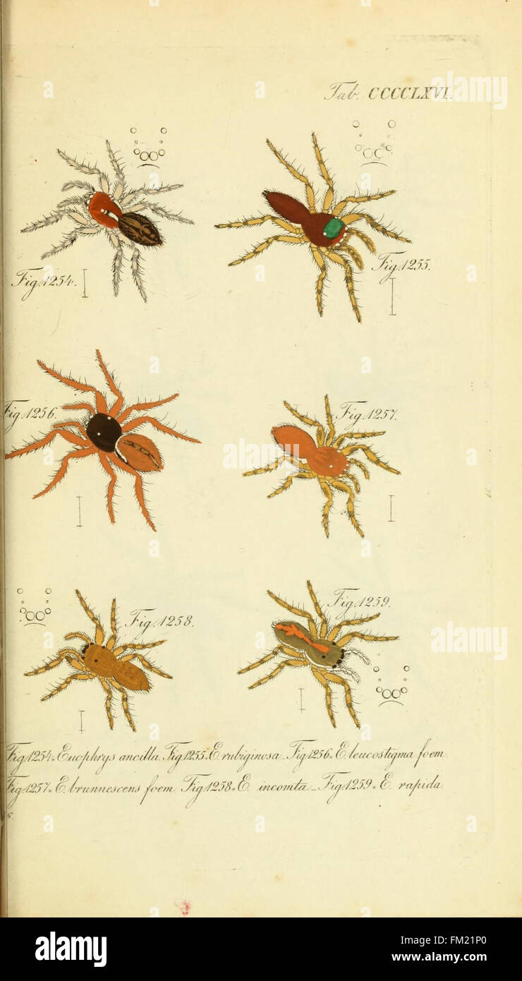 This plate from 'Die Arachniden' illustrates various arachnid species ...