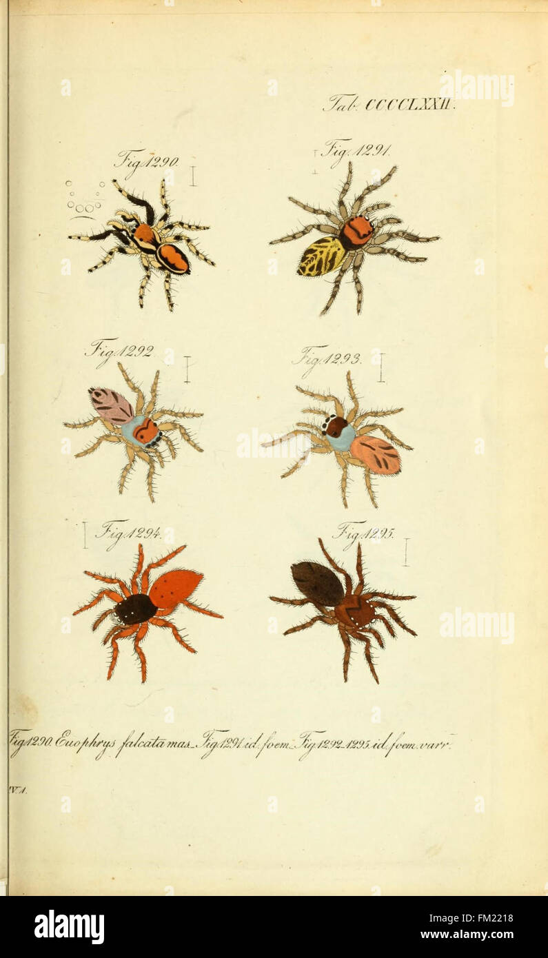 Another detailed plate from 'Die Arachniden', documenting arachnid ...
