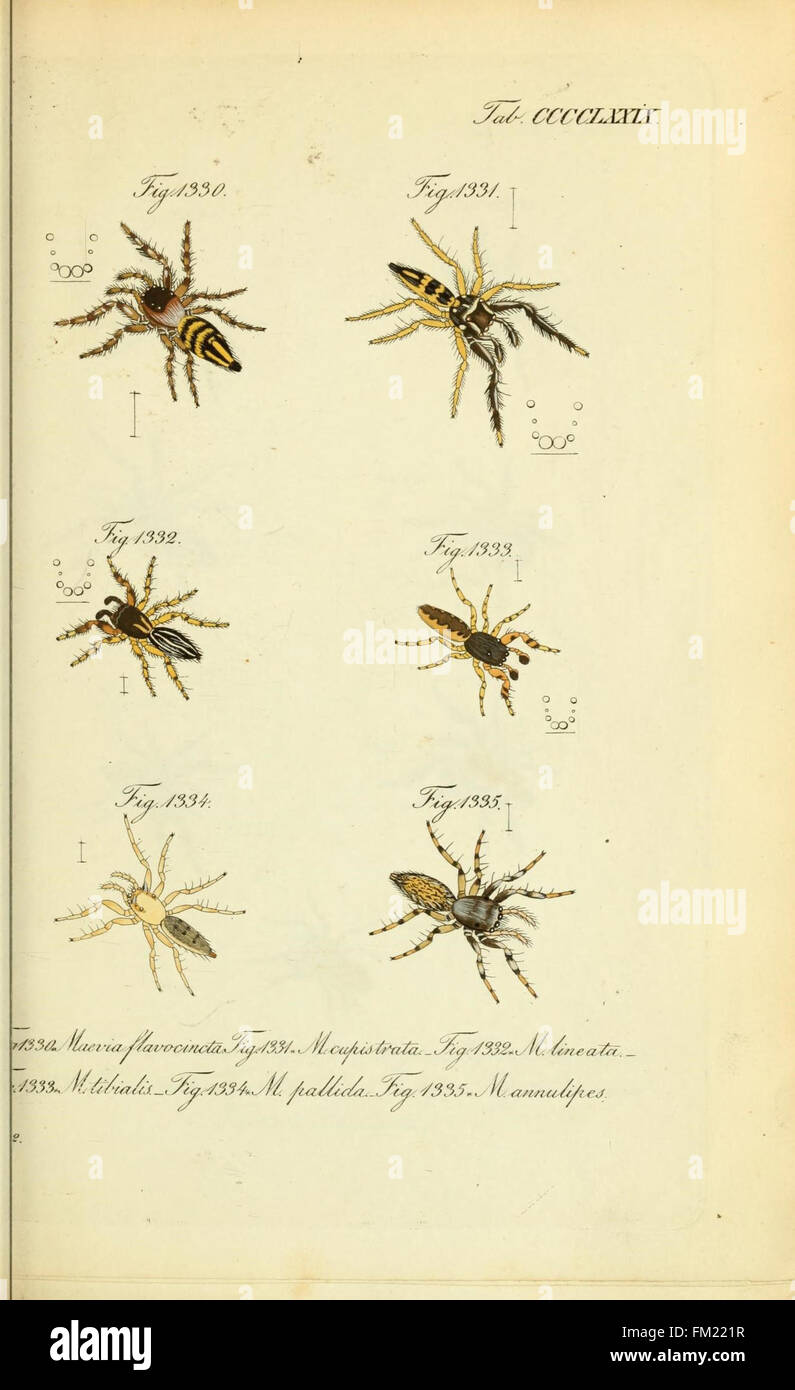 This plate from 'Die Arachniden' showcases detailed illustrations of ...