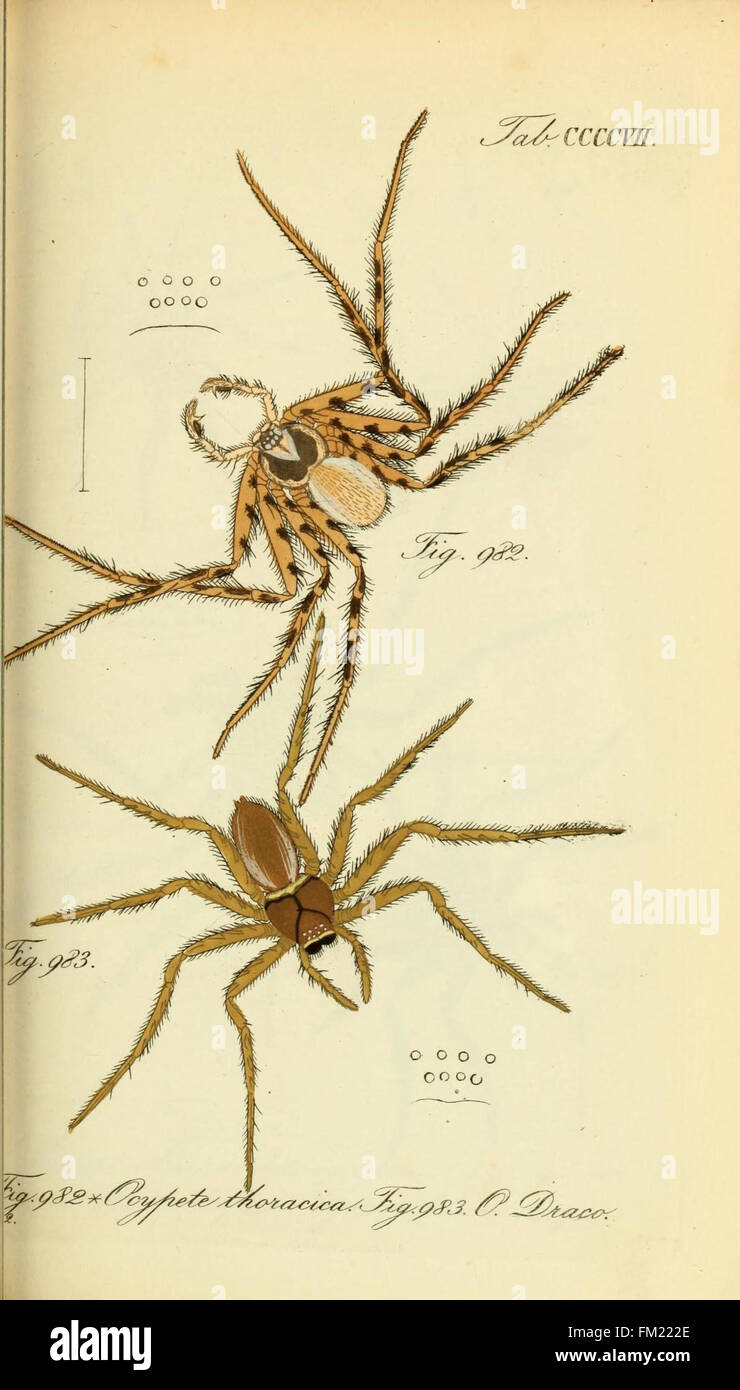 This illustration from 'Die Arachniden' provides detailed depictions of ...