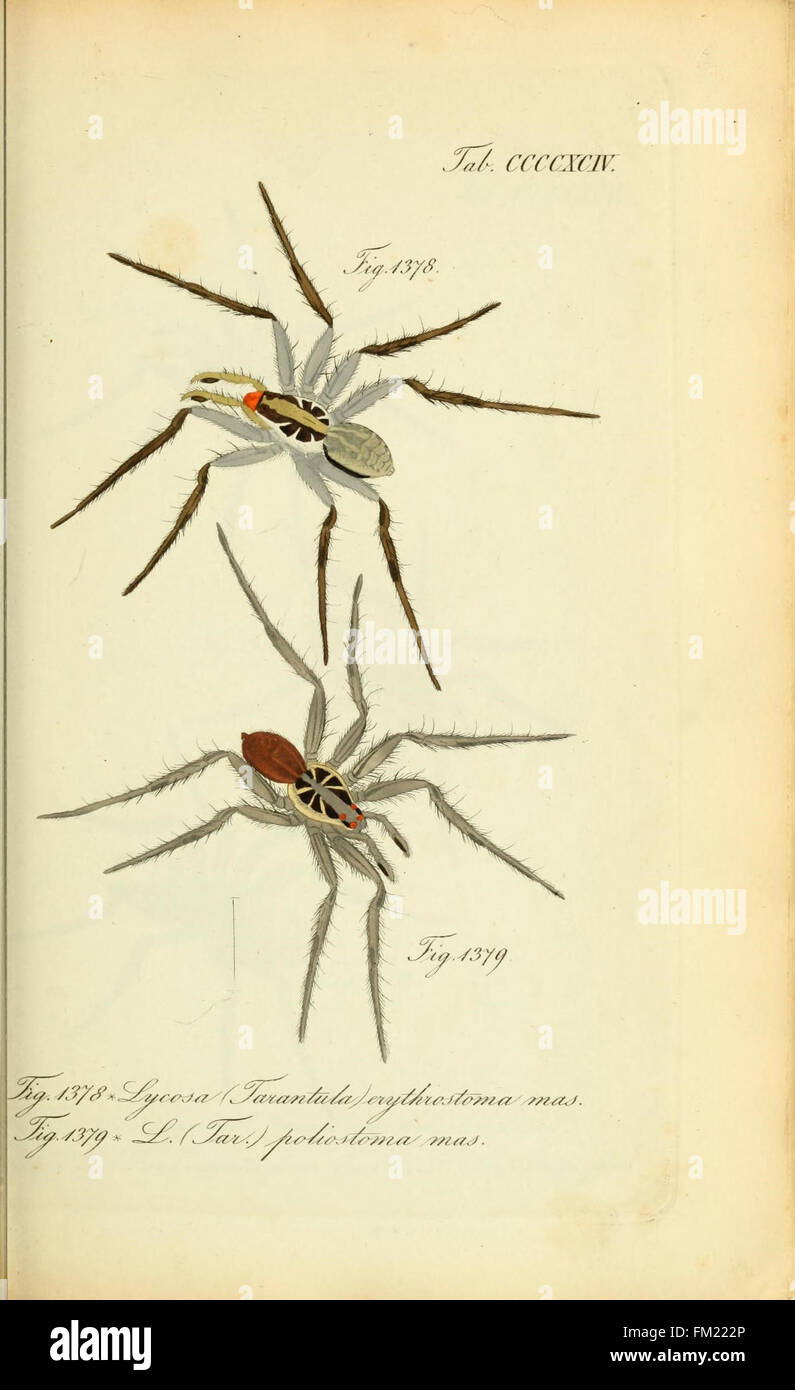 Morphology within arachnids hi-res stock photography and images - Alamy